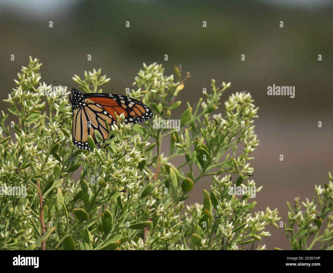 Monarch (Danaus plexippus Stock Photo - Alamy