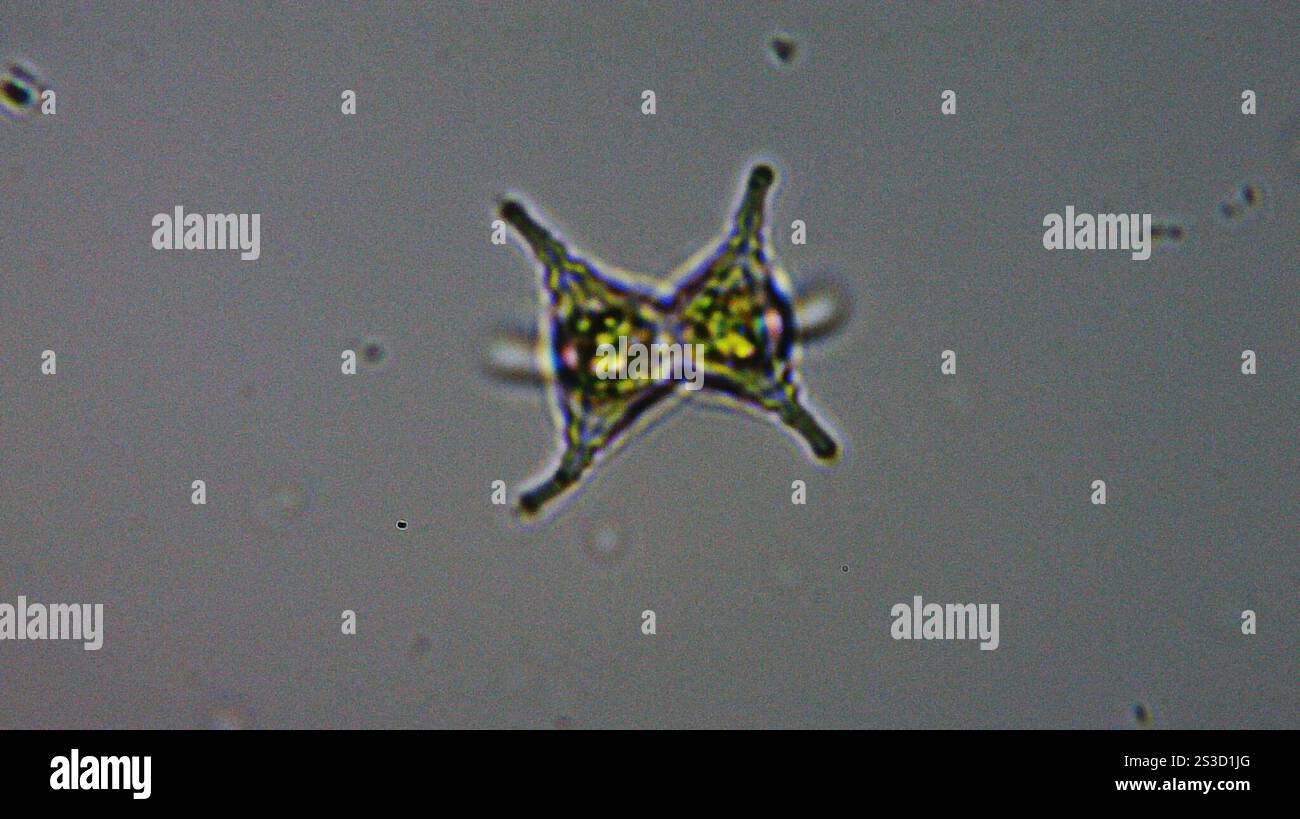 Staurastrum hi-res stock photography and images - Alamy