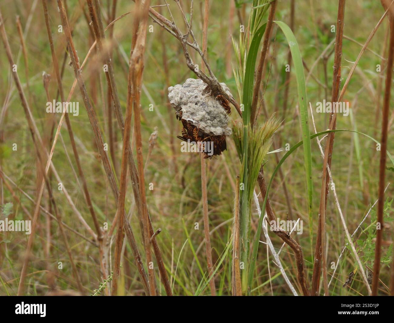 Southern Paper Wasp (Polistes bellicosus Stock Photo - Alamy