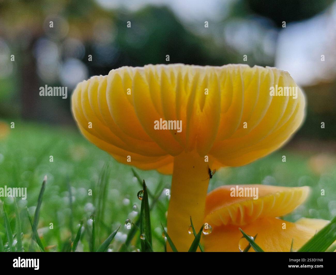 Golden Waxcap (Hygrocybe chlorophana Stock Photo - Alamy