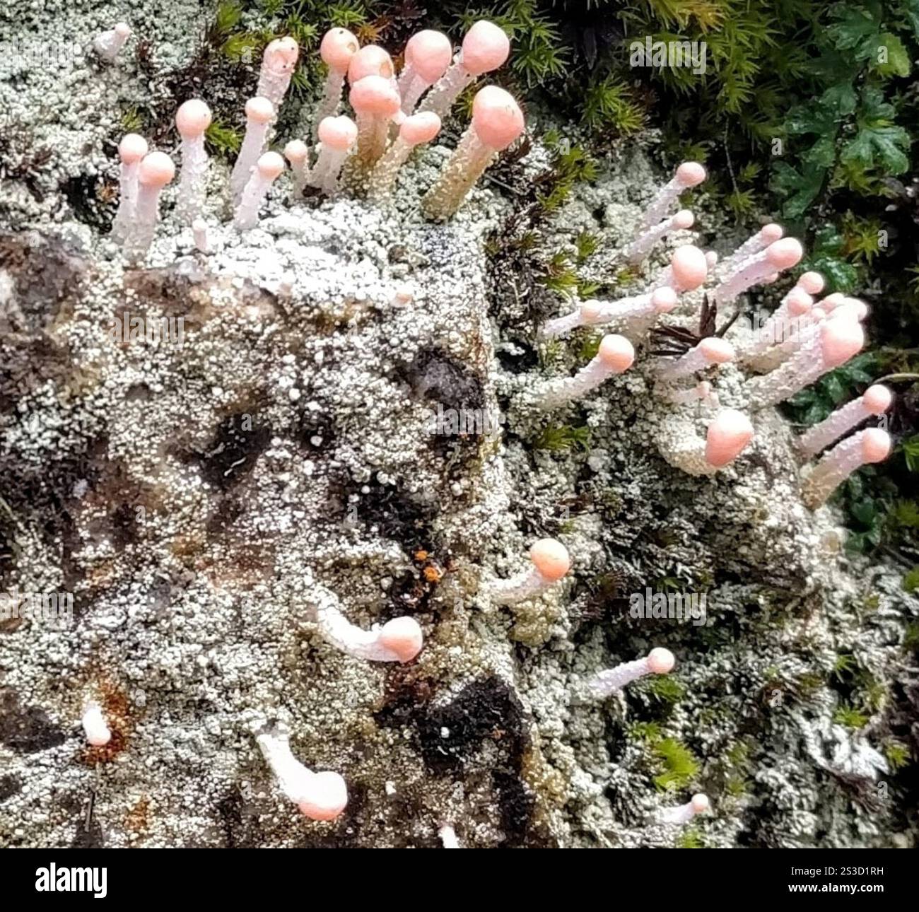 Pink Earth Lichen (Dibaeis baeomyces Stock Photo - Alamy