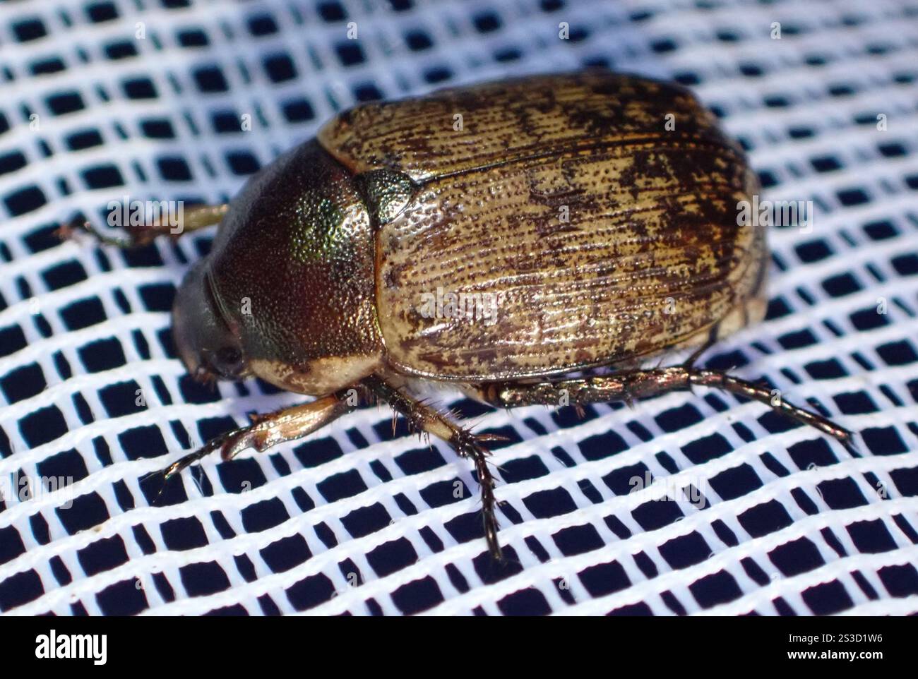 Pale and Green Leaf Chafers (Anomala Stock Photo - Alamy