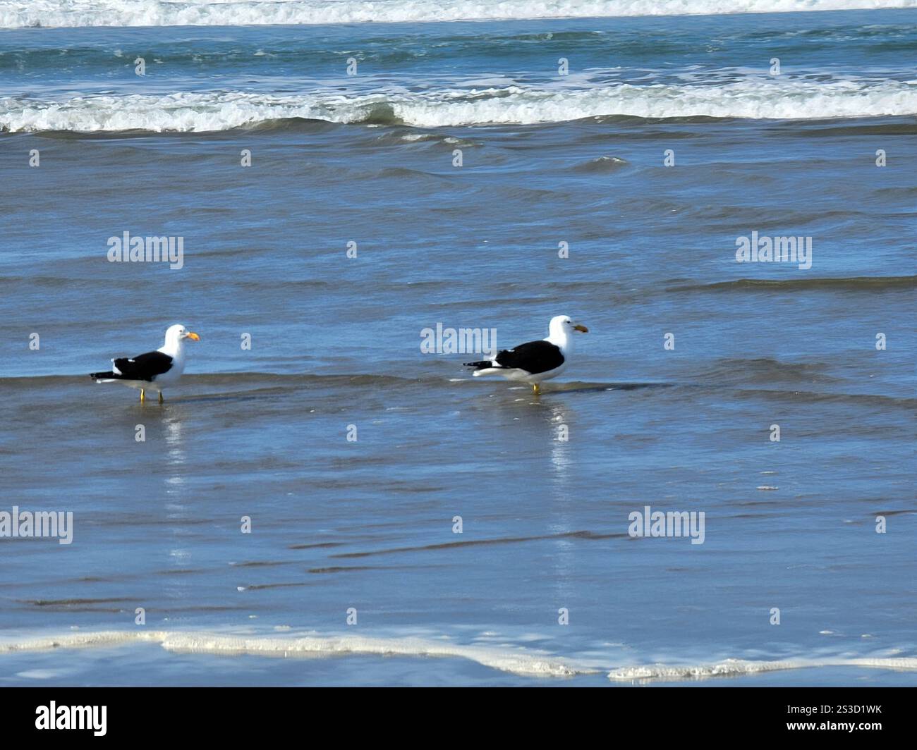 Southern Black-backed Gull (Larus dominicanus dominicanus Stock Photo ...