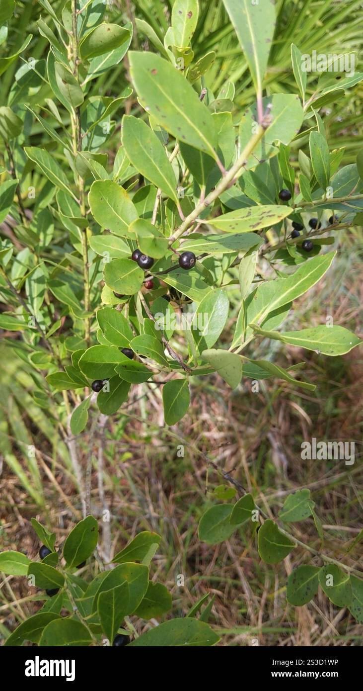 gallberry (Ilex glabra Stock Photo - Alamy