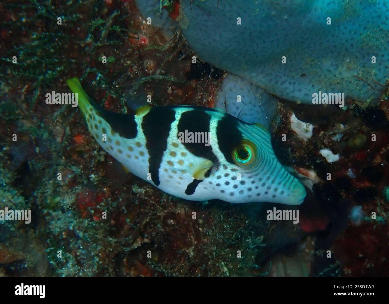 Blacksaddle Toby (Canthigaster valentini Stock Photo - Alamy