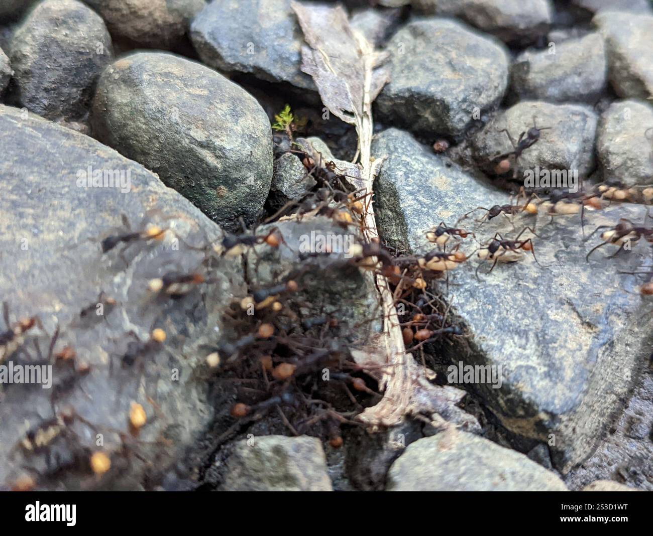 Burchells army ant hi-res stock photography and images - Alamy