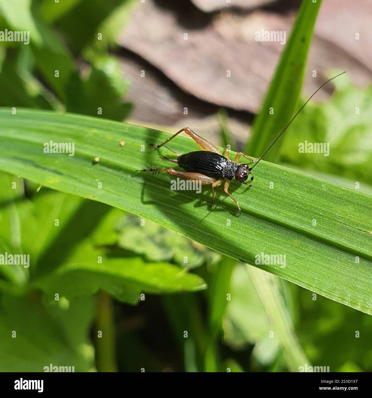 Trigs, Sword-tailed Crickets, and Ground Crickets (Trigonidiidae Stock ...