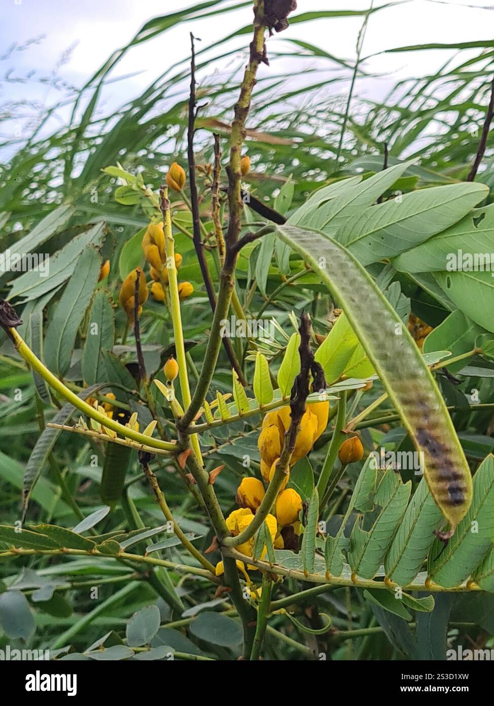reticulate senna (Senna reticulata Stock Photo - Alamy