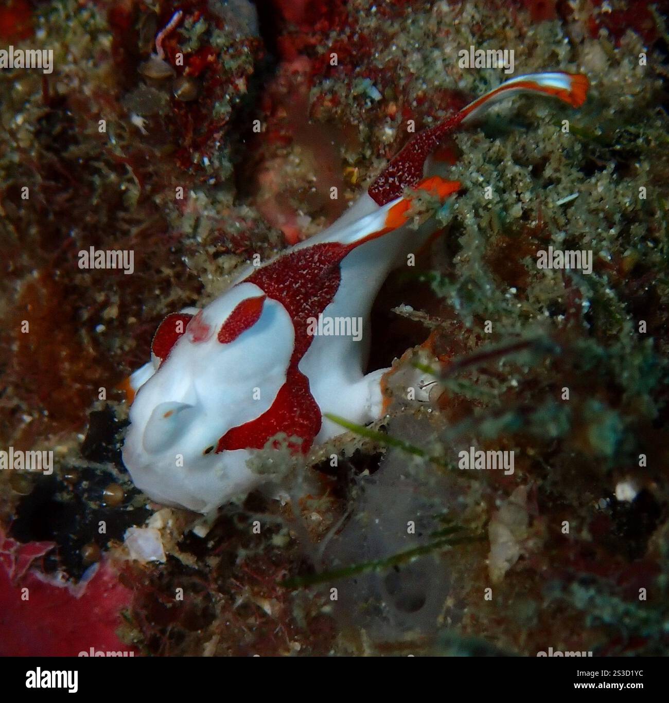 Warty Anglerfish (Antennarius maculatus Stock Photo - Alamy