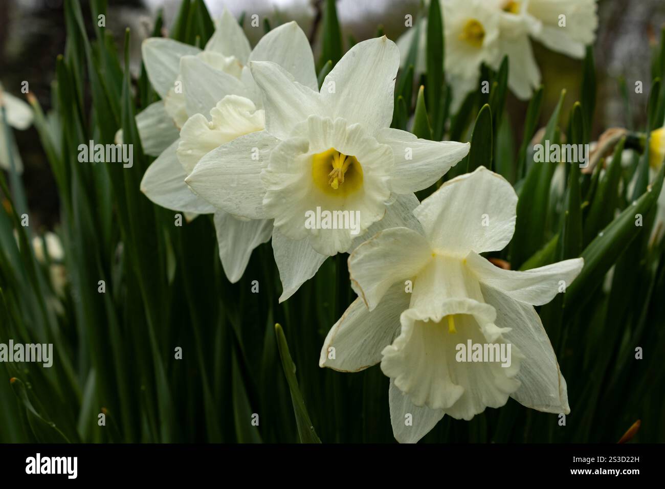 Beautiful daffodils in bloom hi-res stock photography and images - Alamy