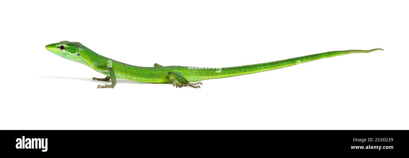 Side view of a Sakishima grass lizard with its long queue, Takydromus ...