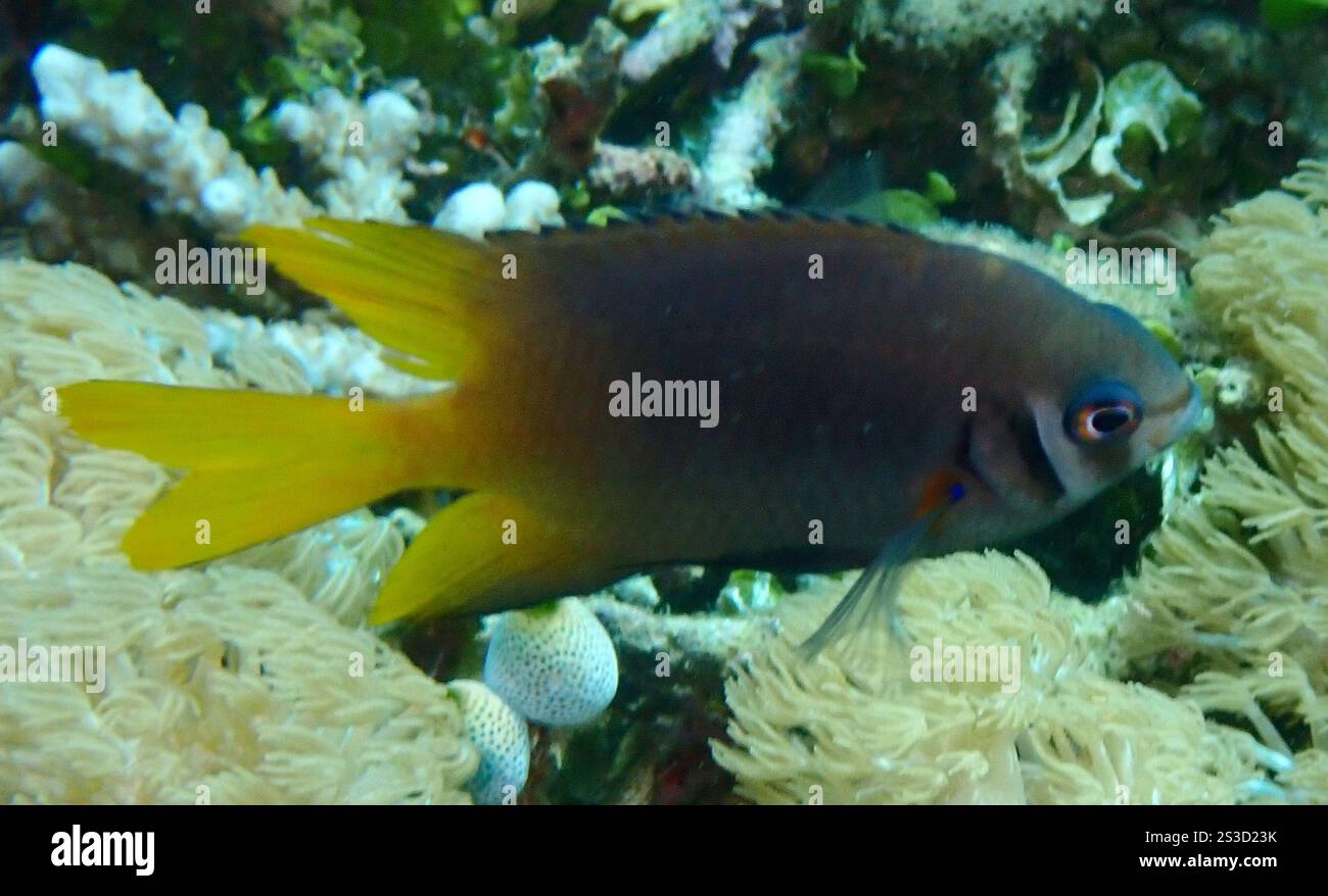 Indo-Pacific Yellowtail Damsel (Neoglyphidodon nigroris Stock Photo - Alamy