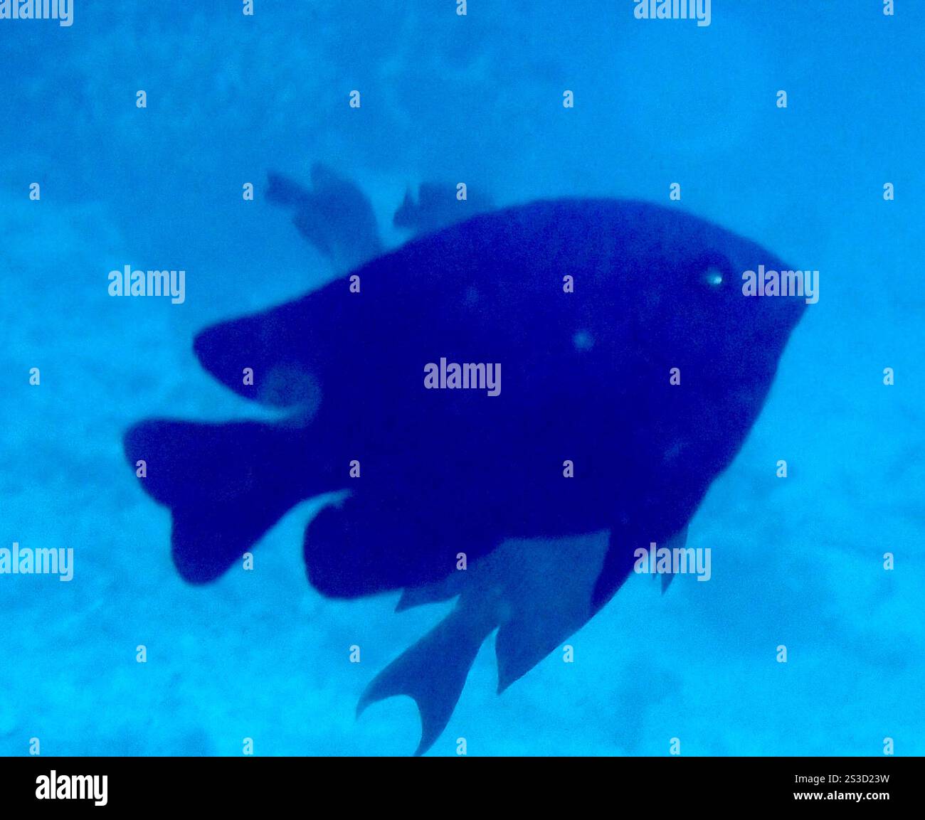 Black Damsel (Neoglyphidodon melas Stock Photo - Alamy