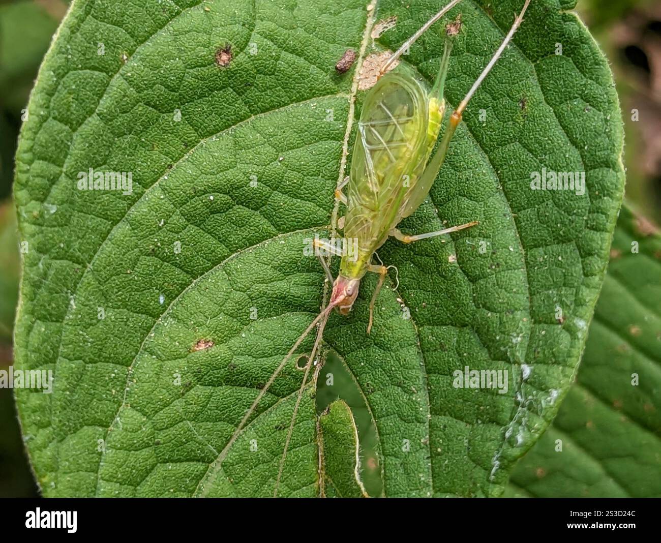 Common Tree Crickets (Oecanthus Stock Photo - Alamy