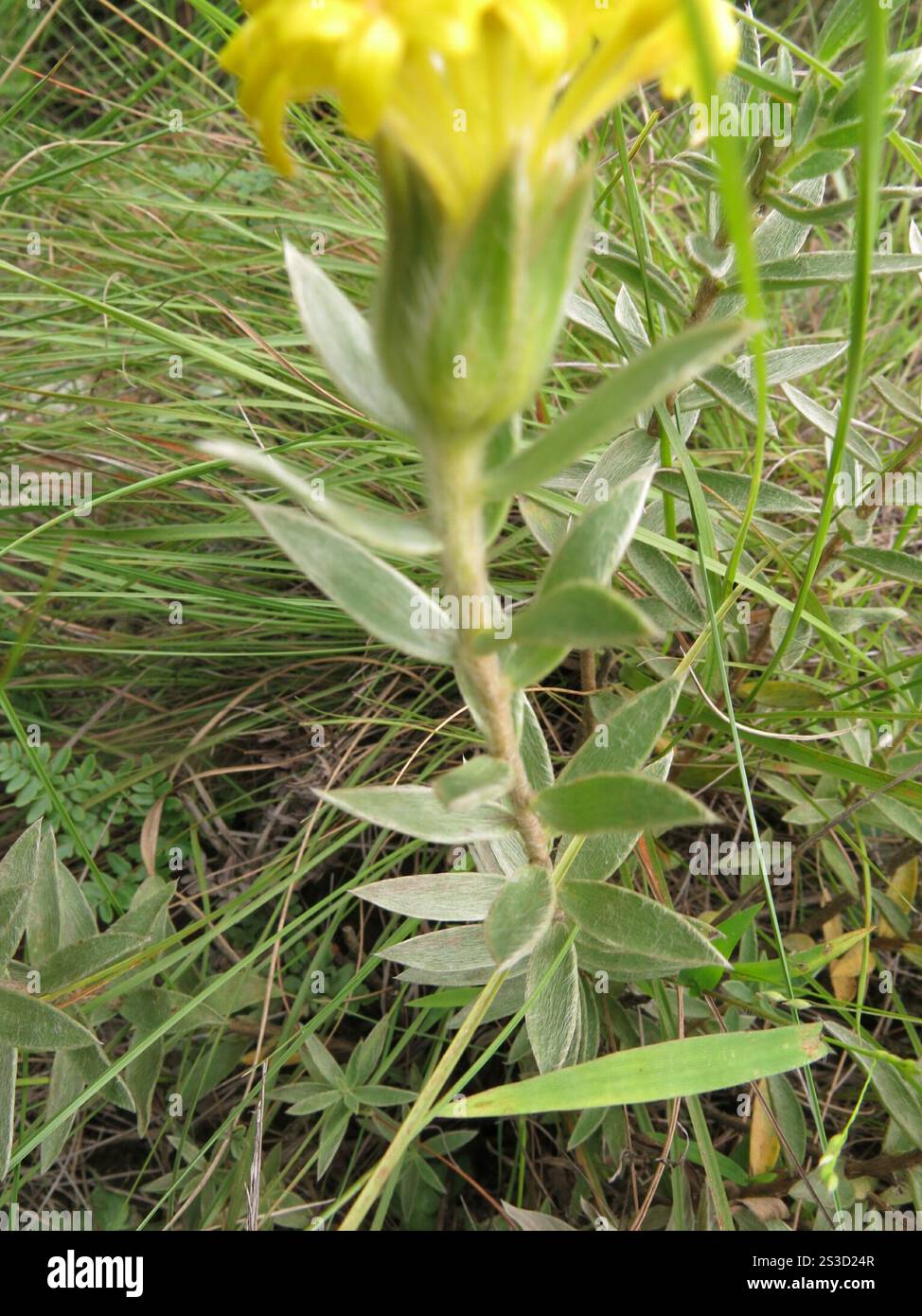 Drakensberg Curryflower (Lasiosiphon polyanthus Stock Photo - Alamy