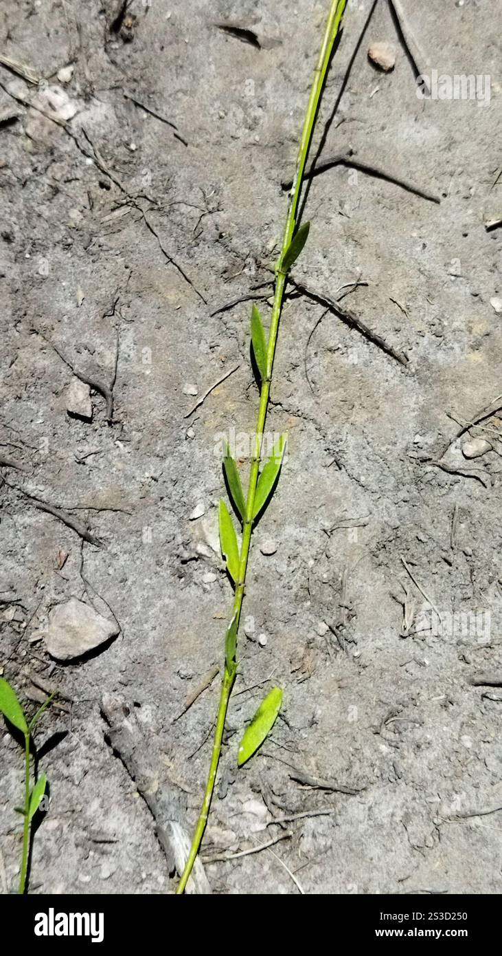 Half-mast Flax (Linum africanum Stock Photo - Alamy