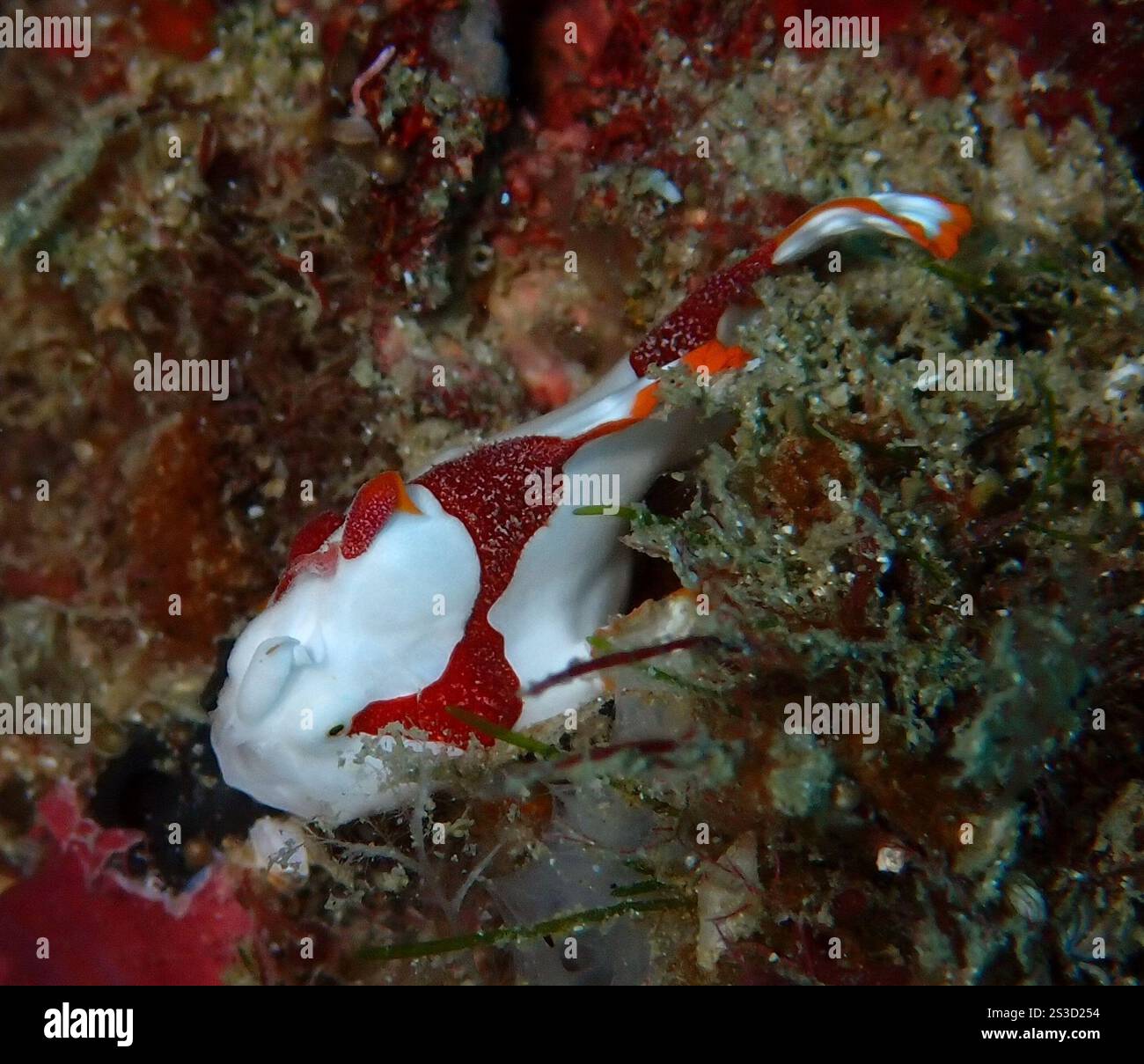 Warty Anglerfish (Antennarius maculatus Stock Photo - Alamy