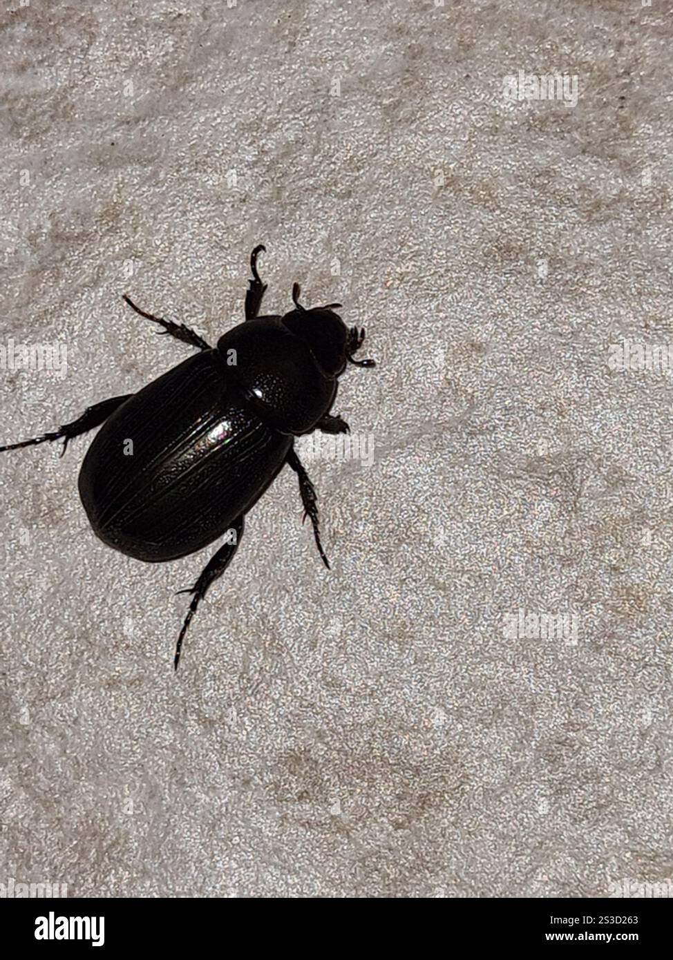 Masked Chafers and Rice Beetles (Cyclocephalini Stock Photo - Alamy