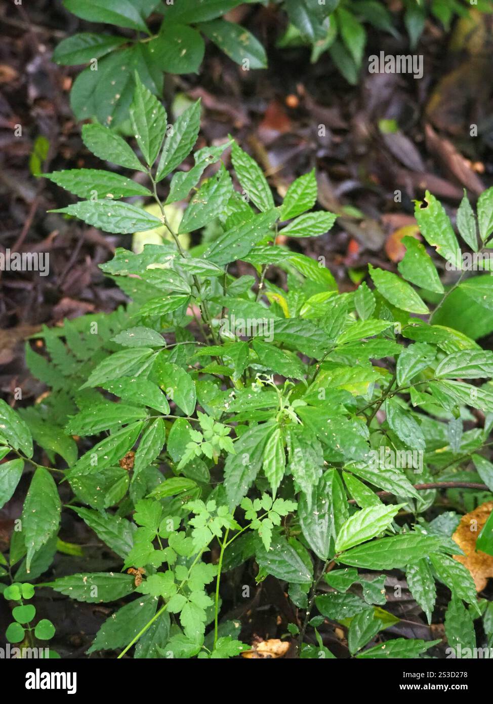 Large lineolate Elatostema (Elatostema lineolatum Stock Photo - Alamy