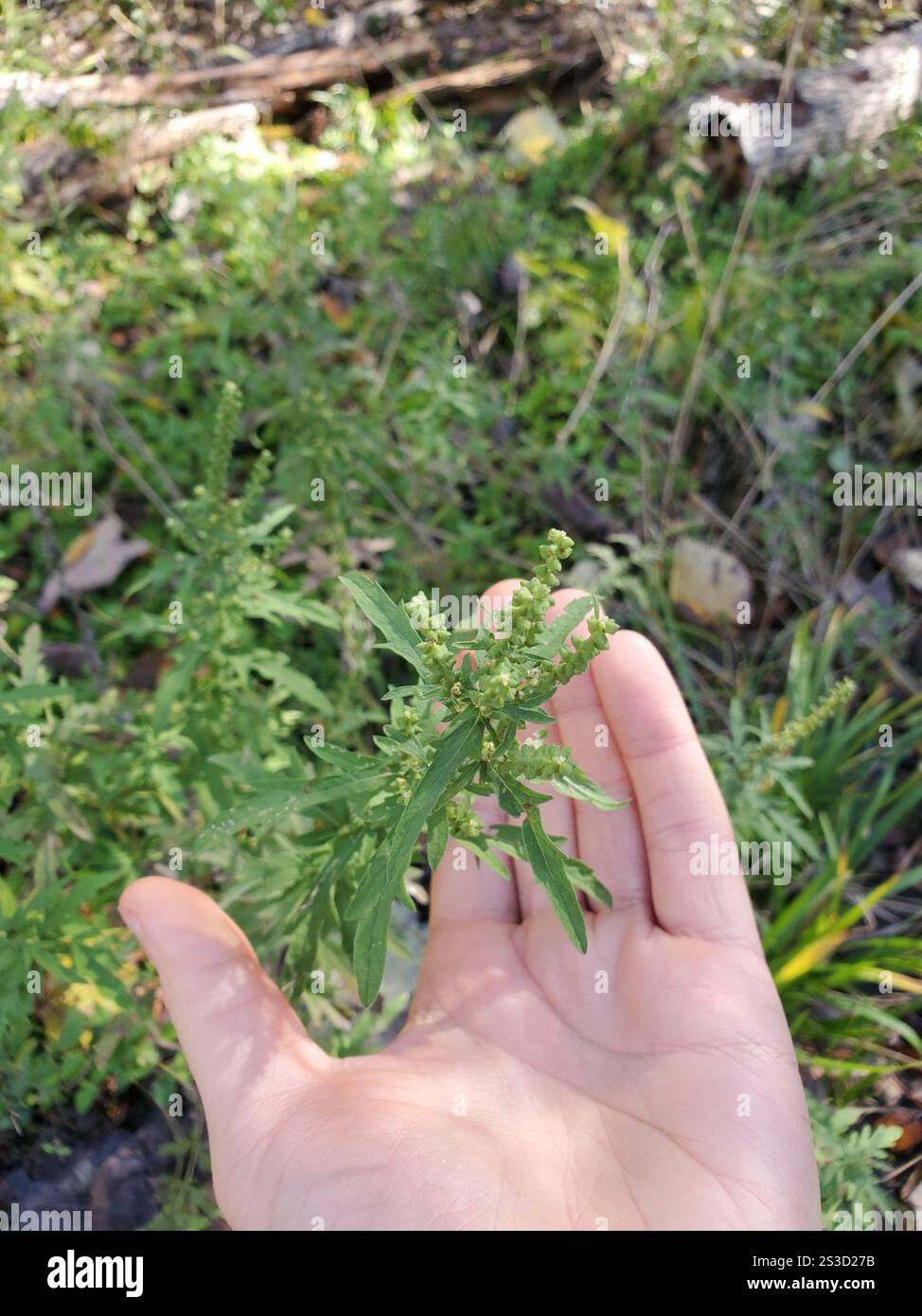 western ragweed (Ambrosia psilostachya Stock Photo - Alamy