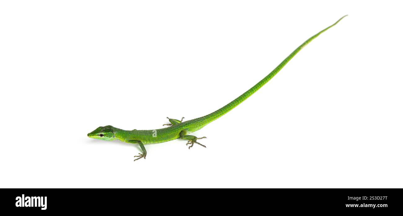 Side view of a Sakishima grass lizard with its long queue, Takydromus ...