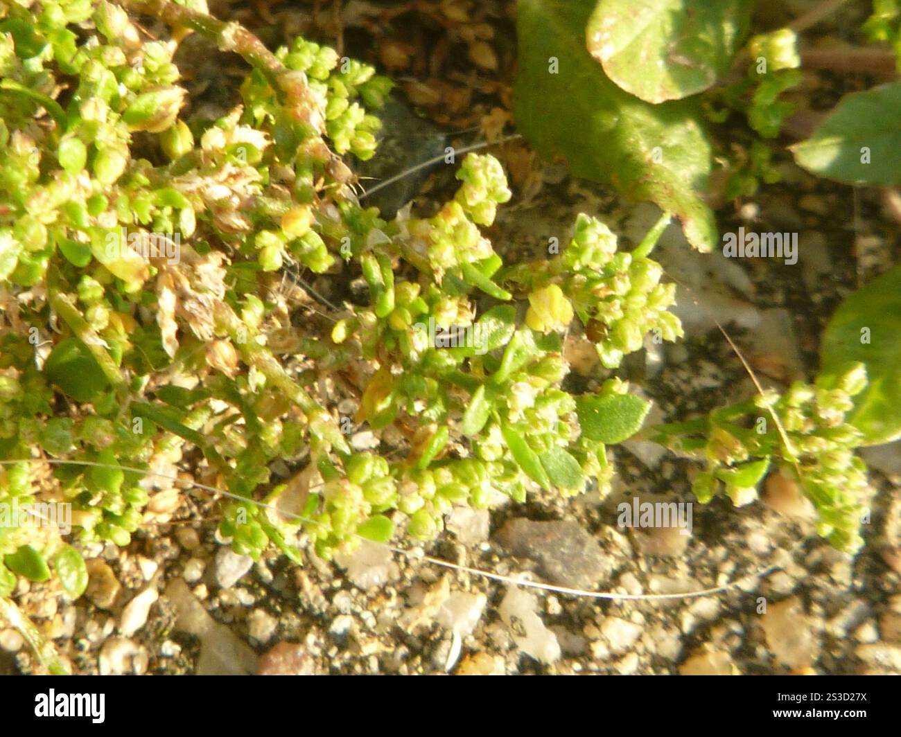 fourleaf manyseed (Polycarpon tetraphyllum Stock Photo - Alamy