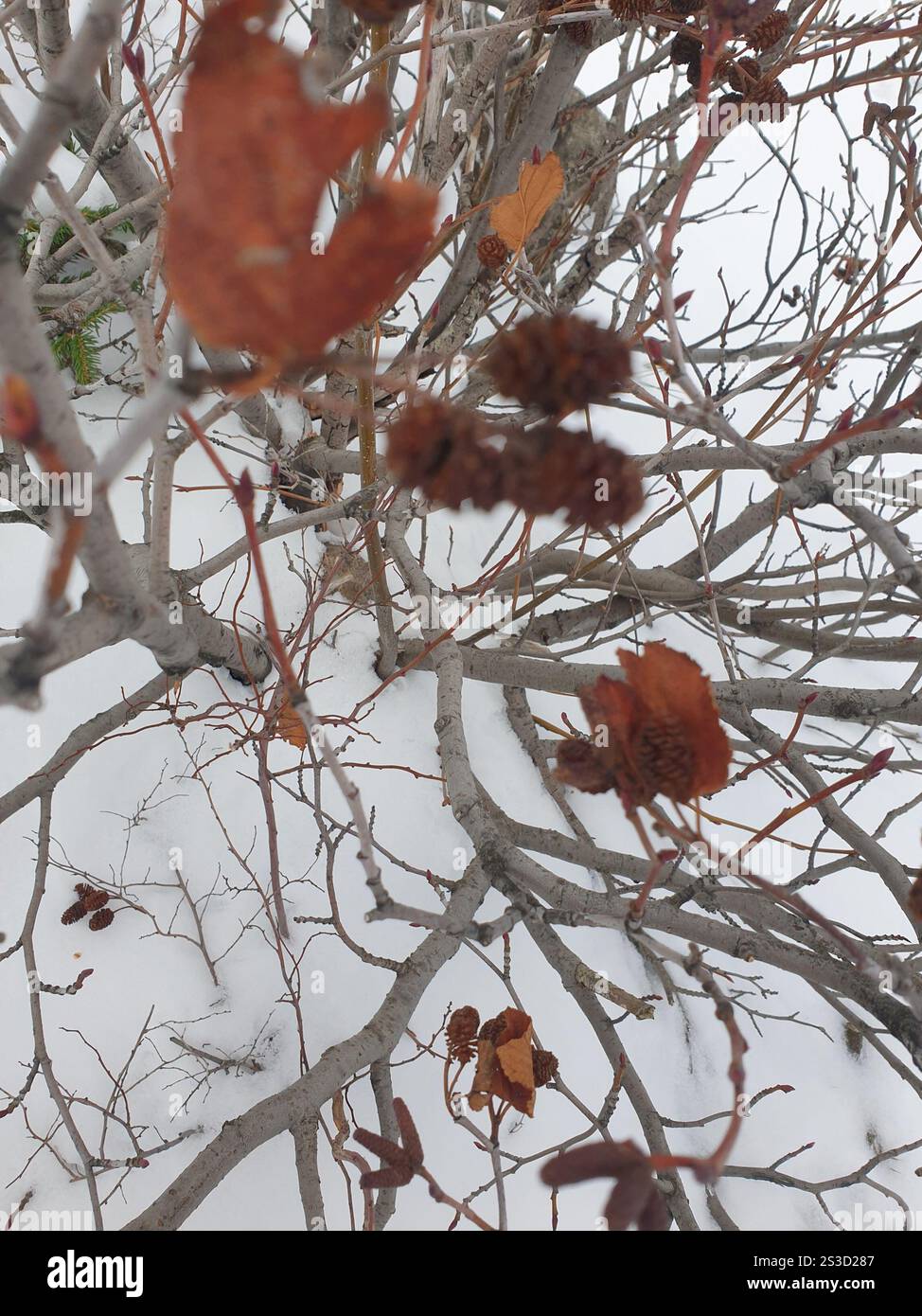 mountain alder (Alnus alnobetula crispa Stock Photo - Alamy