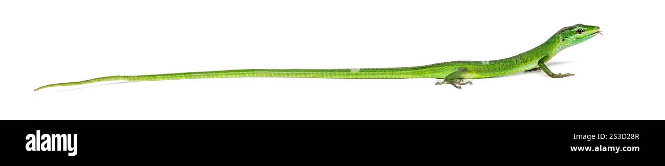 Side view of a Sakishima grass lizard with its long queue, Takydromus ...