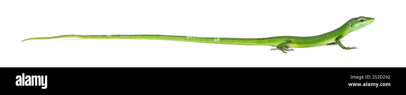 Side view of a Sakishima grass lizard with its long queue, Takydromus ...