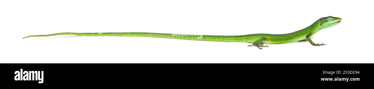 Side view of a Sakishima grass lizard eye close and tongue out ...