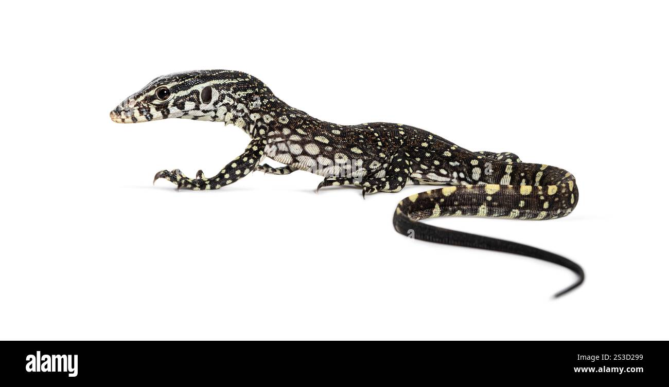 Rear view of a Young 10 weeks old Nile monitor with its long tail in ...