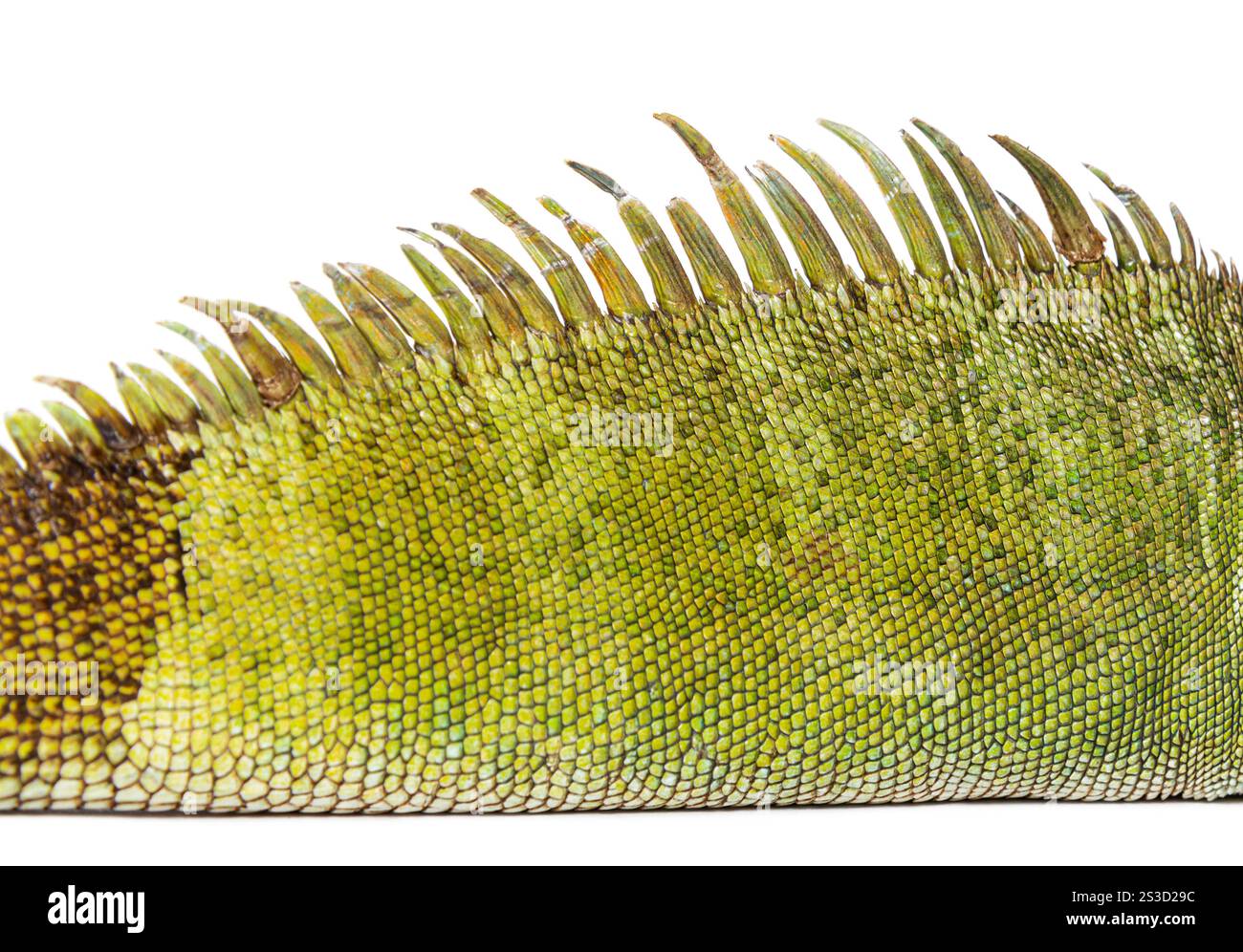 Close-up of the skin and dorsal crest of a Chinese water dragon ...