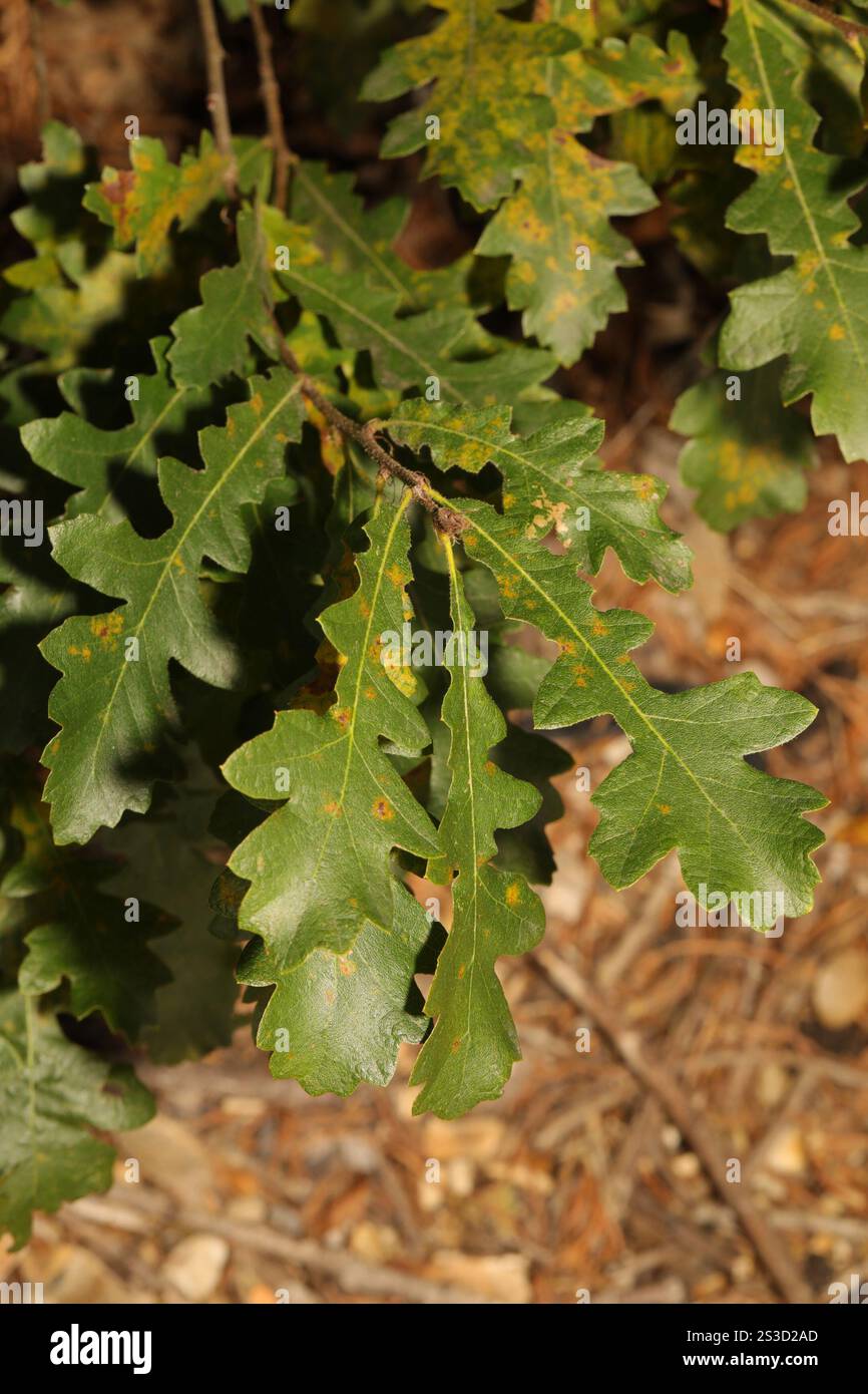Turkey Oak (Quercus cerris Stock Photo - Alamy