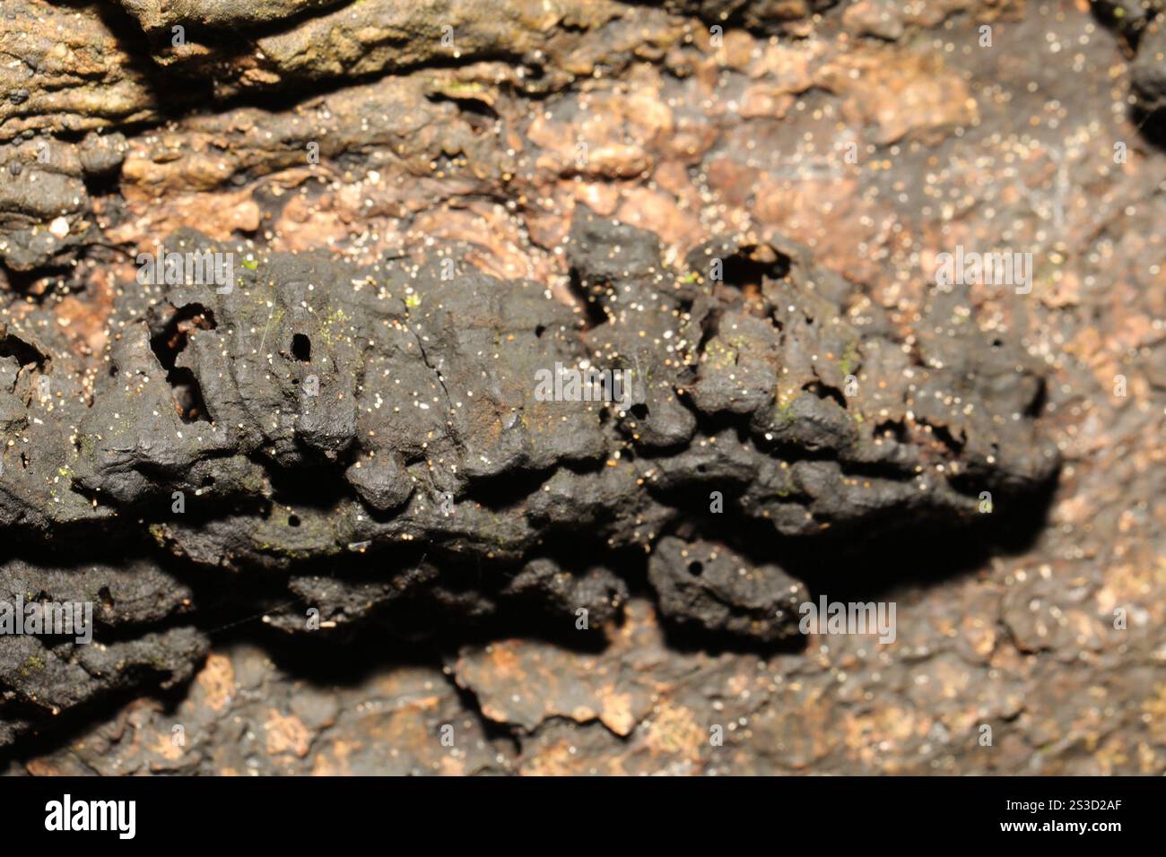 Brittle Cinder (Kretzschmaria deusta Stock Photo - Alamy