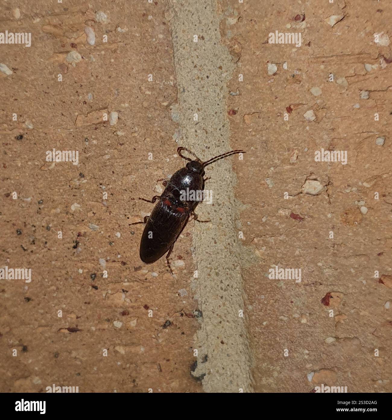 Monocrepidius hi-res stock photography and images - Alamy