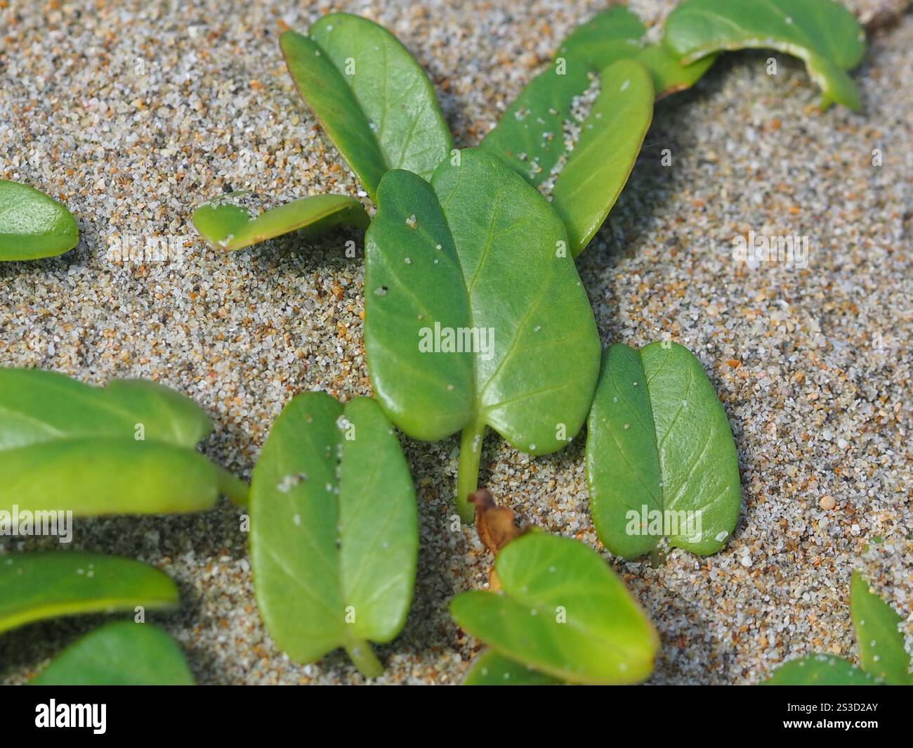 beach morning-glory (Ipomoea imperati Stock Photo - Alamy