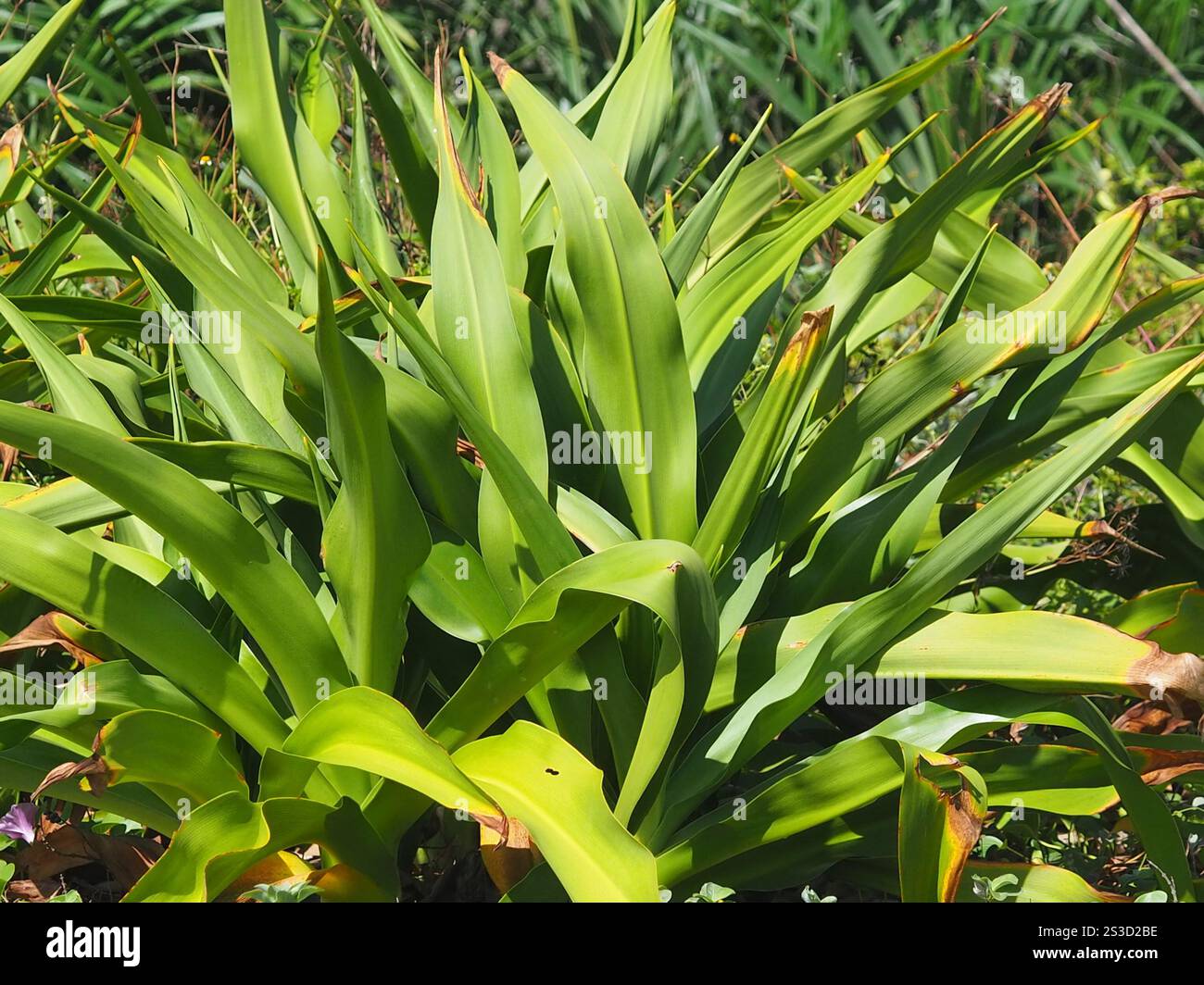 Tree Crinum (Crinum asiaticum Stock Photo - Alamy