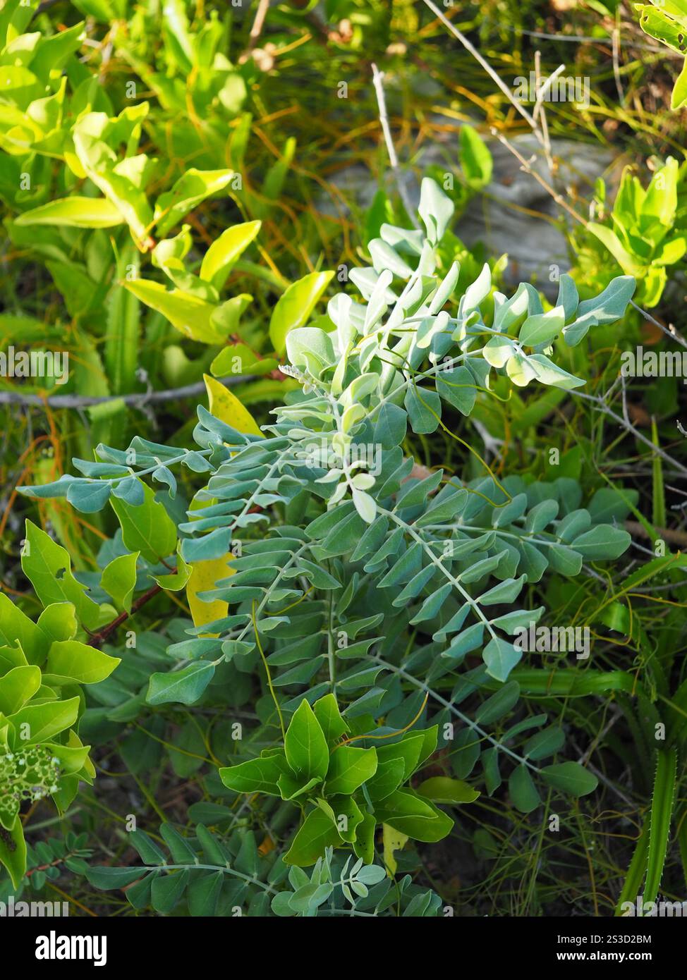 Necklace pod (Sophora tomentosa Stock Photo - Alamy