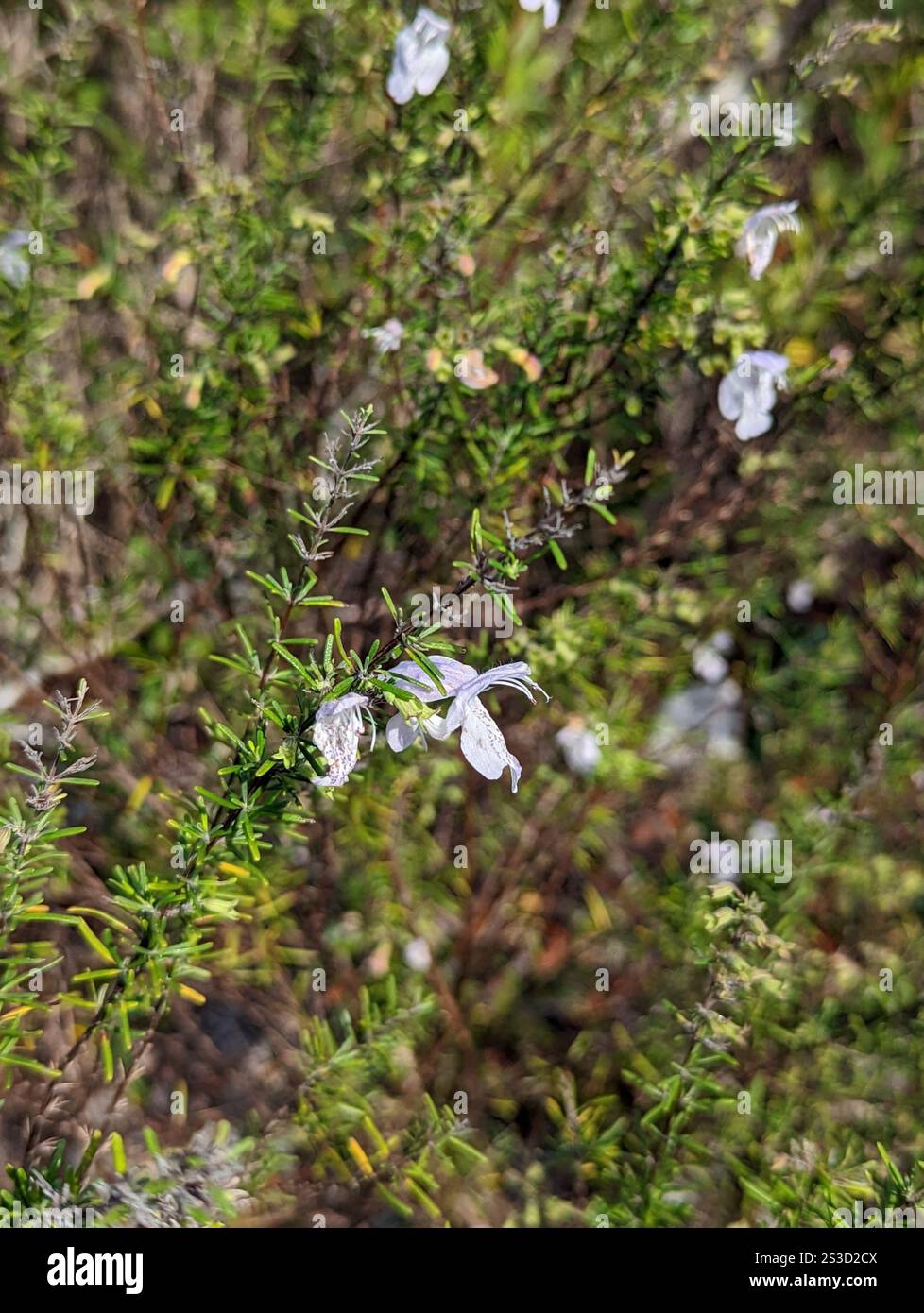 Largeflower False Rosemary (Conradina grandiflora Stock Photo - Alamy