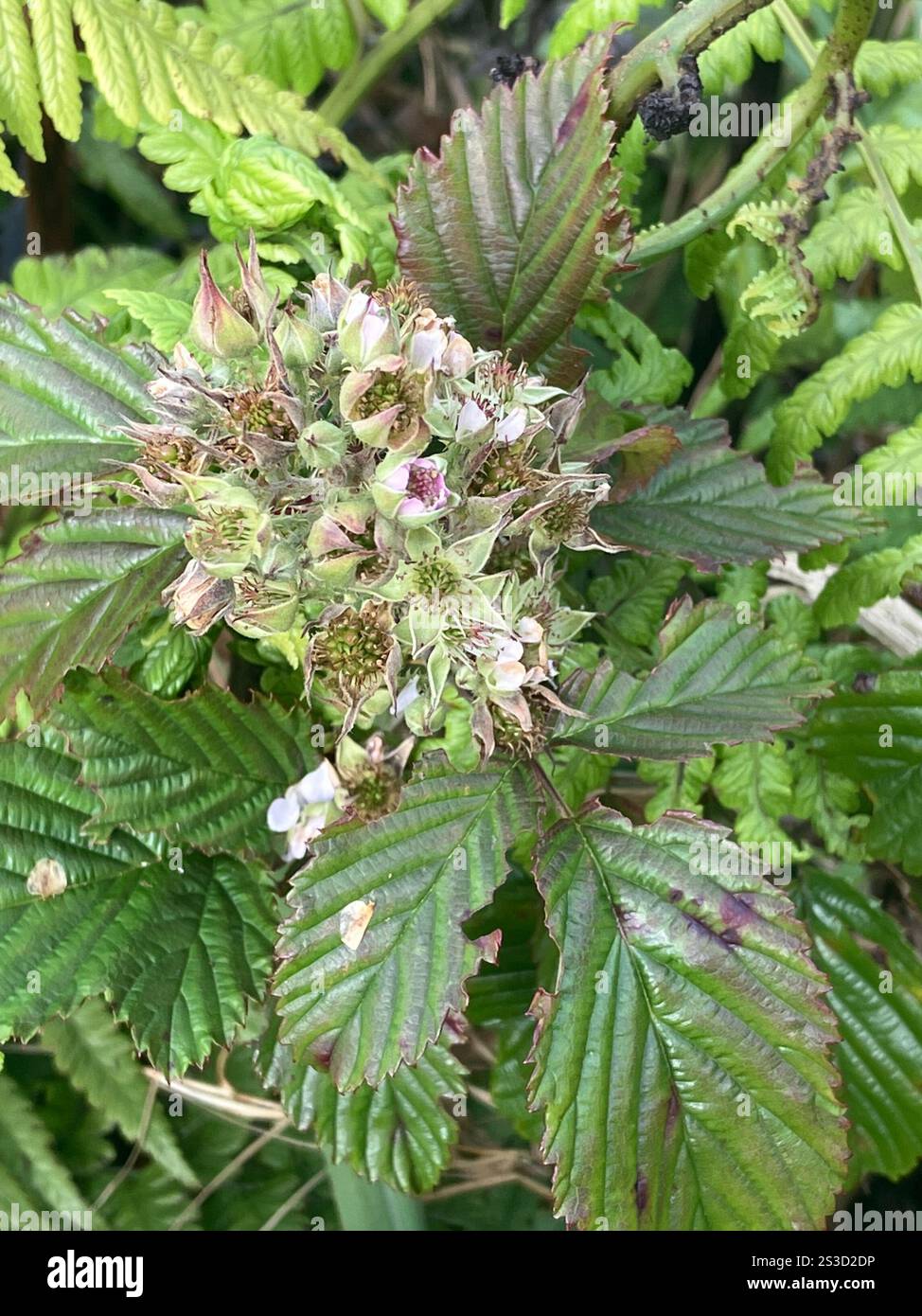 South African Raspberry (Rubus pinnatus Stock Photo - Alamy