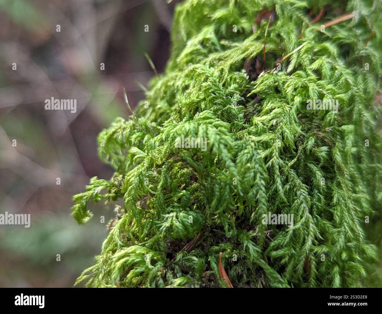Cat's Tail Moss (Pseudisothecium stoloniferum Stock Photo - Alamy