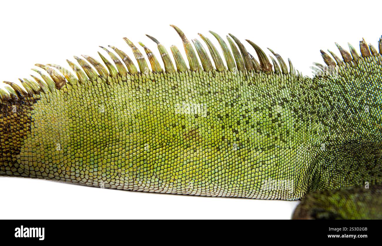 Close-up of the skin and dorsal crest of a Chinese water dragon ...