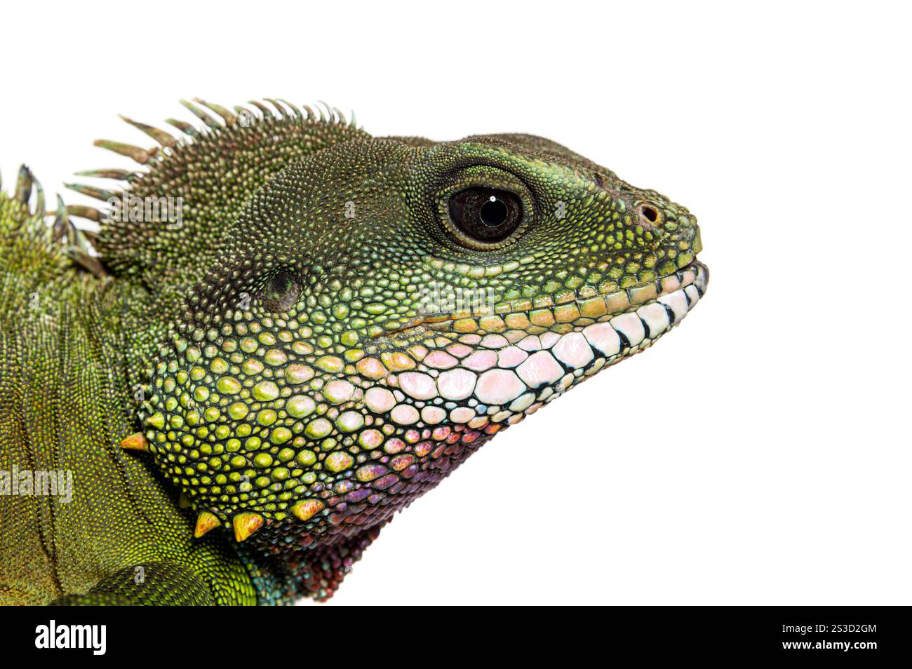 Head shot of a Chinese water dragon, Physignathus cocincinus, isolated ...
