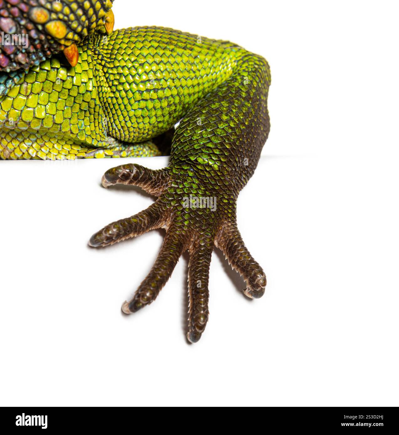 Close-up on the leg, fingers and claws of a Chinese water dragon ...