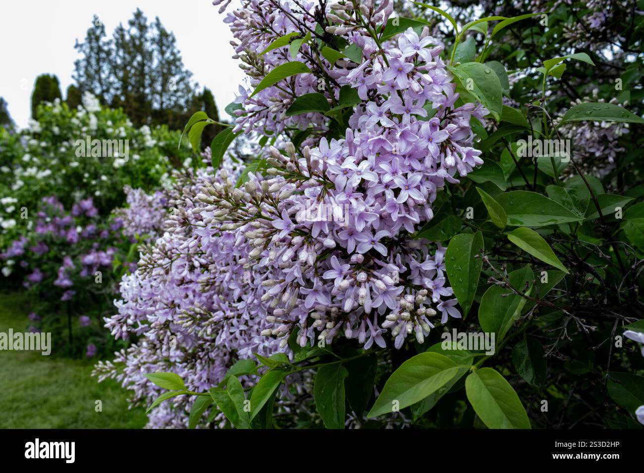 Light pink lilacs wreath a bush in a lacy pattern Stock Photo - Alamy