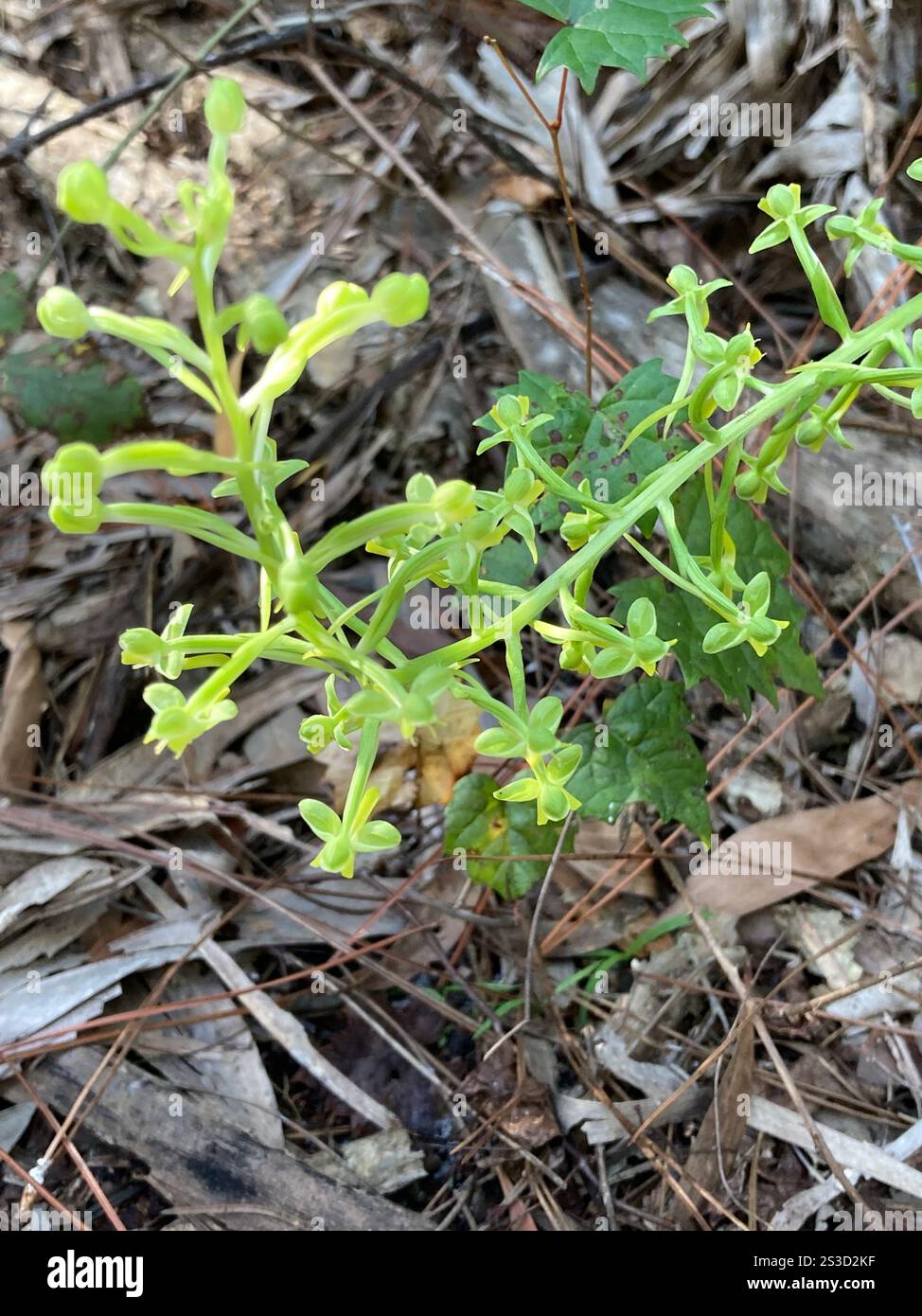 toothpetal false reinorchid (Habenaria floribunda Stock Photo - Alamy