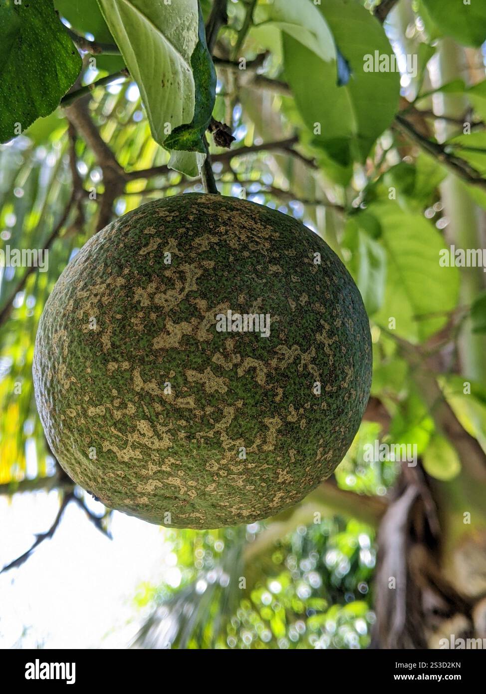 Citrus Bud Mite (Aceria sheldoni Stock Photo - Alamy