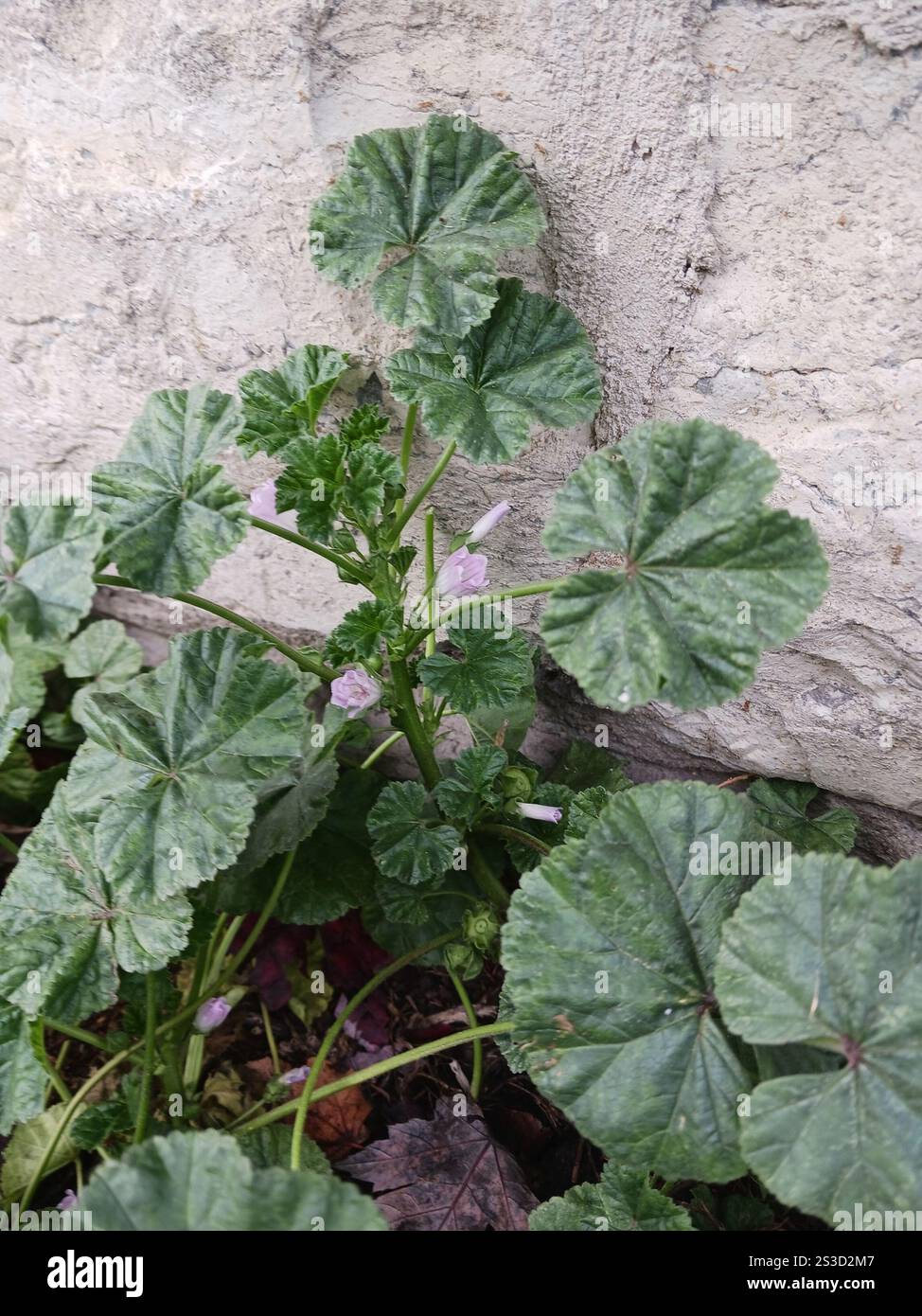 dwarf mallow (Malva neglecta Stock Photo - Alamy