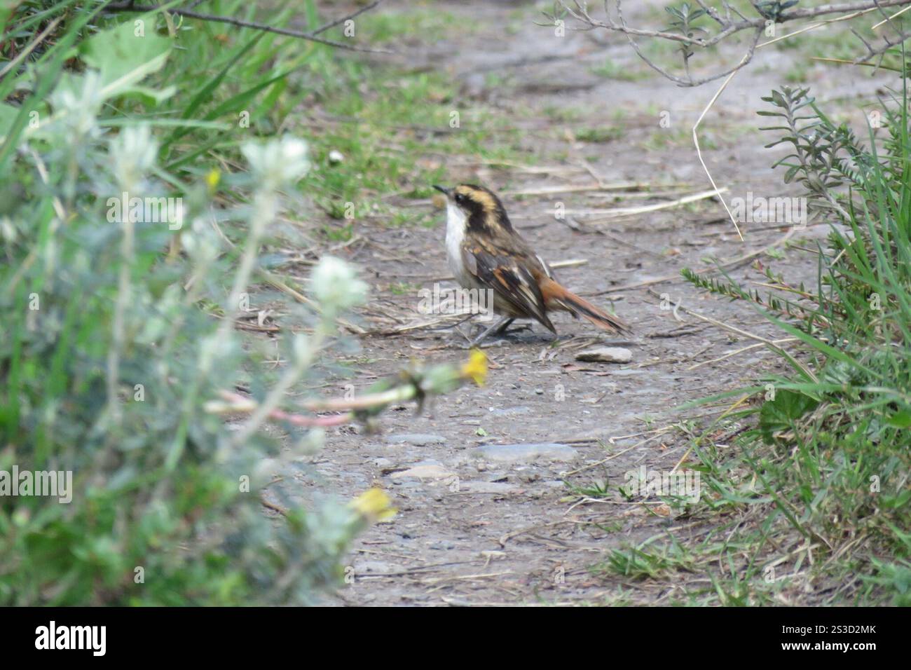 Thorn-tailed Rayadito (Aphrastura spinicauda Stock Photo - Alamy