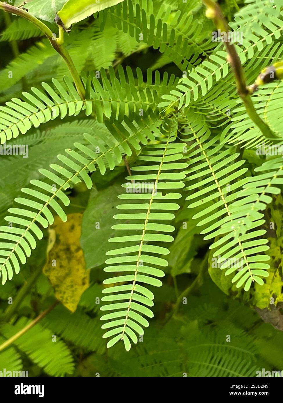 Phaseoleae hi-res stock photography and images - Alamy